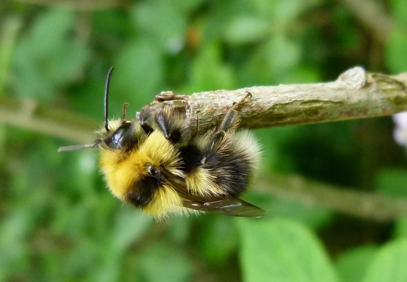 Meer informatie over de hommel- en bijen-soorten op de tuinen